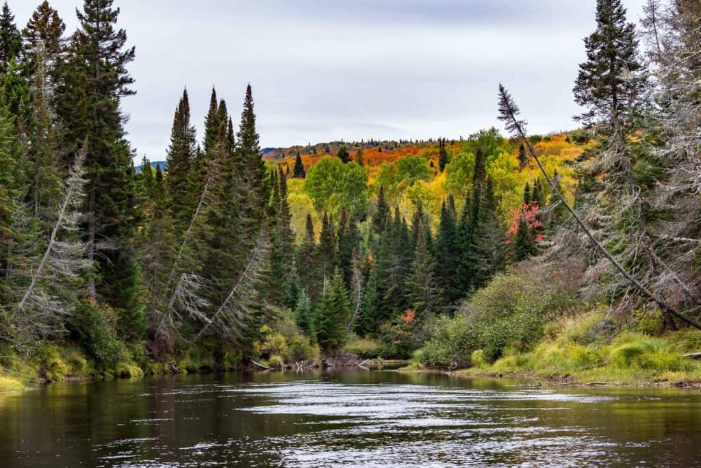 Importance of Natural Vegetation and Conservation - Wildlife ...