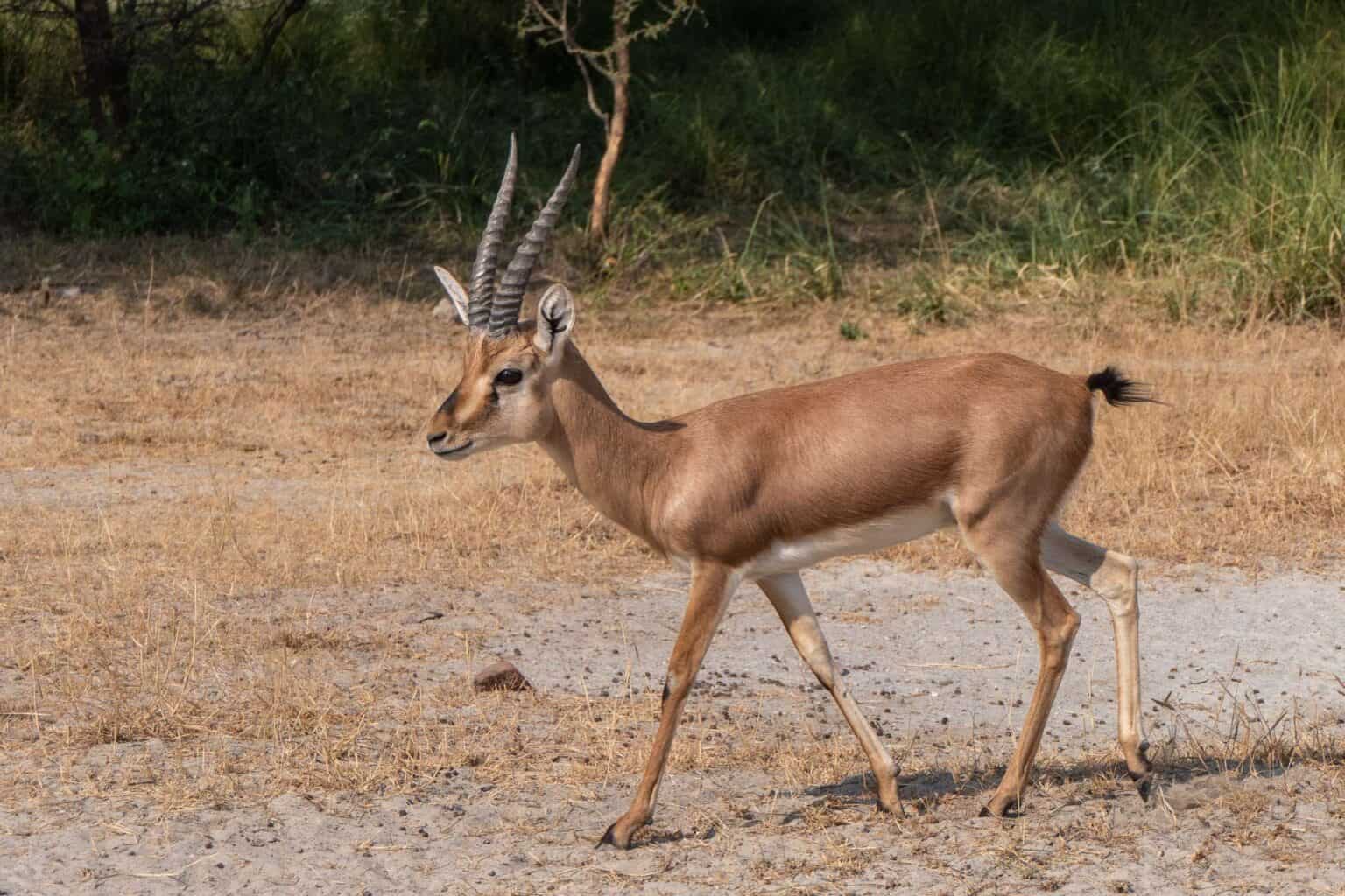 Explore the Indian Desert and Its Unique Features - Wildlife ...