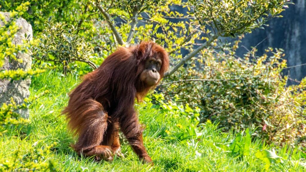 Capturing the Beauty: Stunning Images of Endangered Animals - Wildlife ...