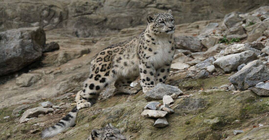 The Enchanting Wildlife of Jammu and Kashmir - Wildlife & Ecosystem ...