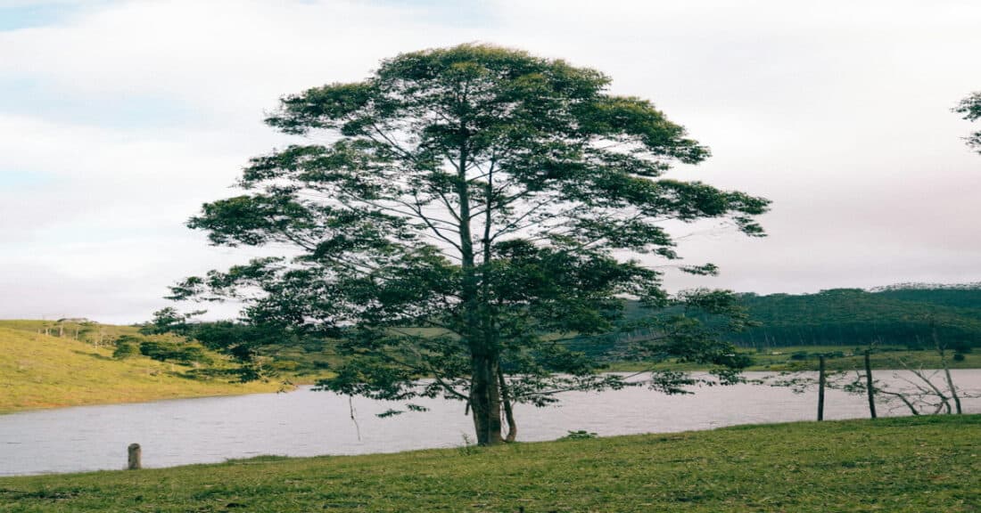 Exploring the Diversity of Evergreen Forest Trees - Wildlife ...
