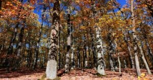 A Guide to the Different Forest Types Found in India - Wildlife ...