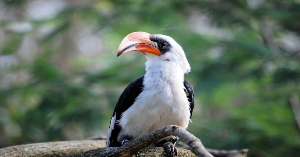 Exploring the Biodiversity of Tropical Evergreen Forest Animals ...