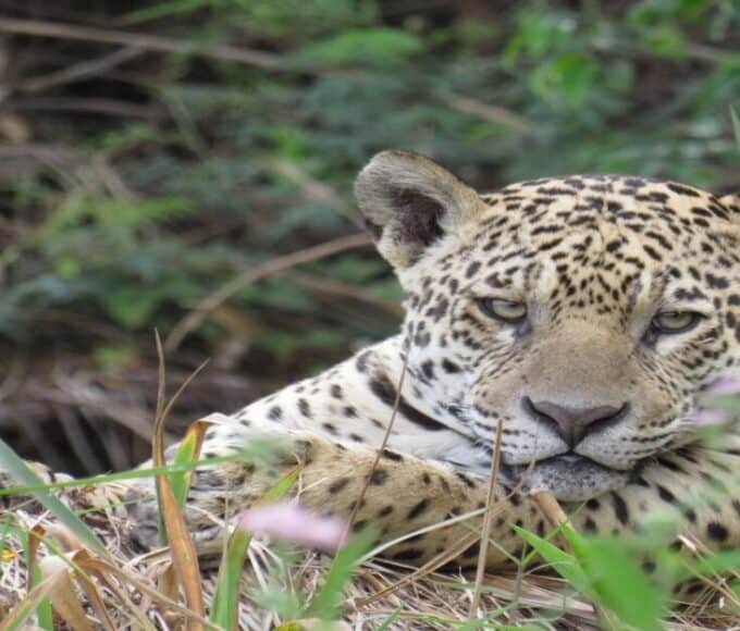 Home - Wildlife & Ecosystem Explorations