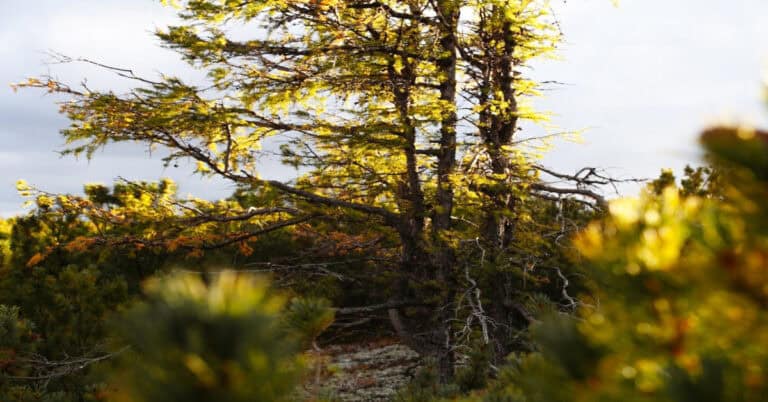 Exploring the Diversity of Evergreen Forest Trees - Wildlife ...