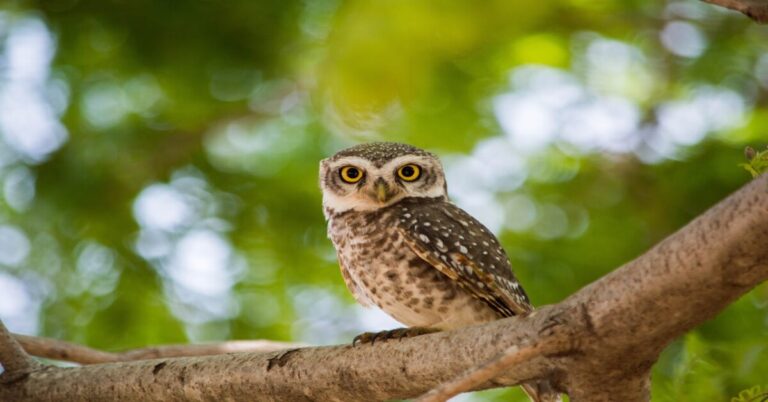 Animal Life in Tropical Deciduous Forests - Wildlife & Ecosystem ...