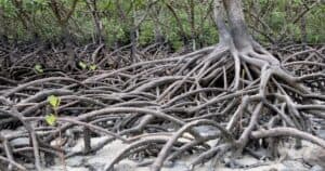Mangrove Forest Structure and Features - Wildlife & Ecosystem Explorations.