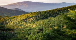 Economic and Environmental Value of Forest Resources - Wildlife ...