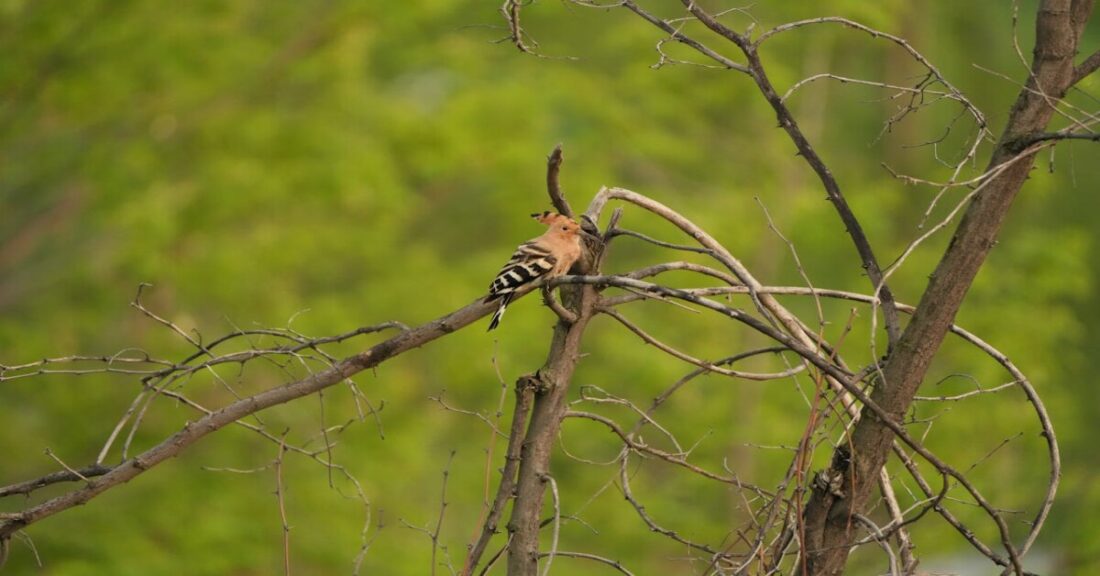 Temperate Coniferous Forest Climate and Vegetation - Wildlife ...