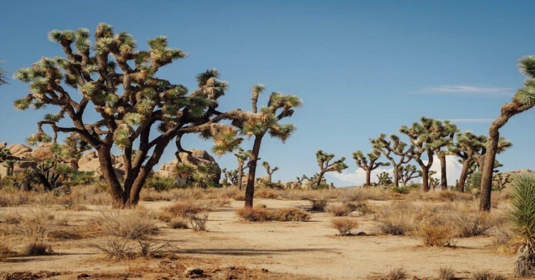 Characteristics of the Desert Ecosystem - Wildlife & Ecosystem ...