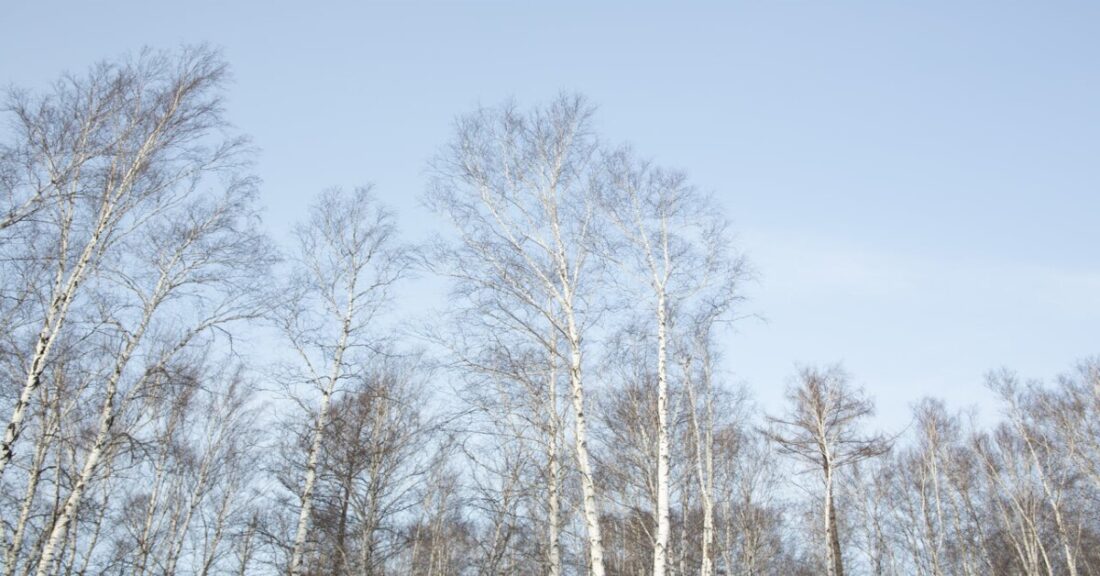 Tropical Dry Deciduous Forest Characteristics - Wildlife & Ecosystem ...