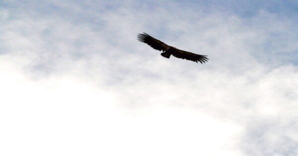 California Condor Habitat and Survival Challenges - Wildlife ...